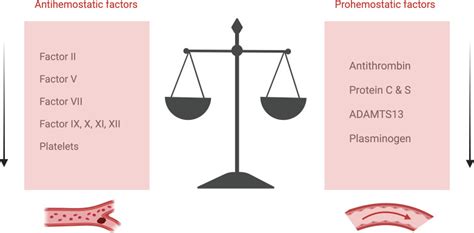 The Challenge Of Anticoagulation In Liver Cirrhosis Pmc