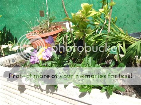 Viola Midnight Runner Da Seme Forum Di Giardinaggio It