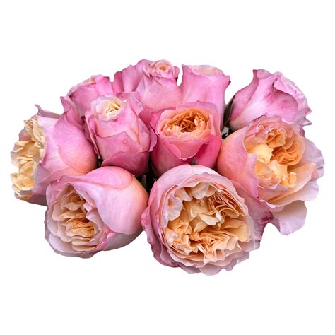 Edith Garden Rose David Austin Flower Explosion