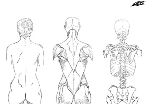 Female Back Drawing