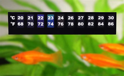 Aquarium Temperature Guide Keep Your Fish Health Most Imp