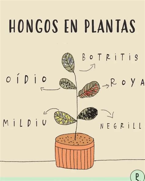 Los Tipos De Hongos En La Tierra De Las Plantas Ecologia Cotidiana