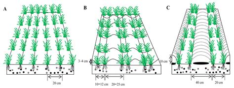 Effect Of Planting Patterns And Seeding Rate On Dryland Wheat Yield