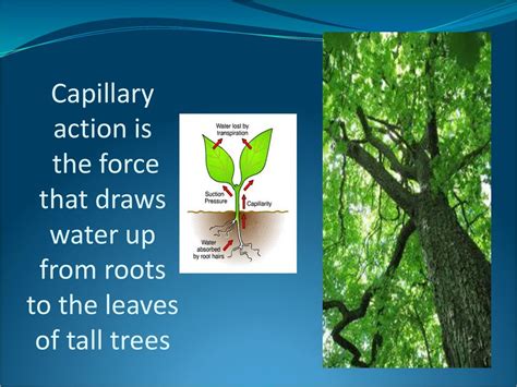 Capillary Action Tree