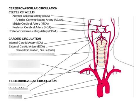 Carotid Circulation Vb Circulation Diagram Quizlet