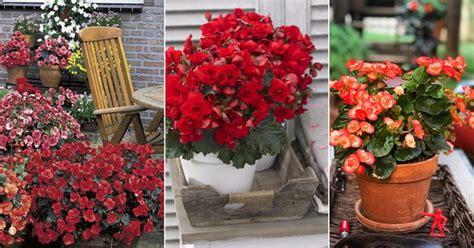 Begonia Elatior Care At Wade Arnold Blog