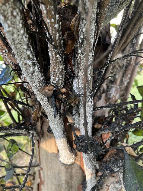 Identifying Fungus On Crepe Myrtle Rarborists