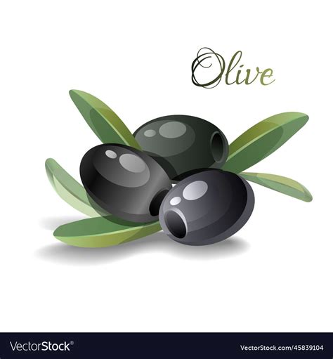 Black Olives With Leaves Royalty Free Vector Image