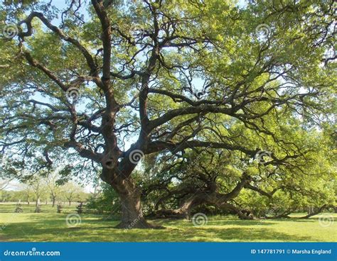 Quercus Virginiana Texas Live Oak Tree Stock Image Image Of Trees