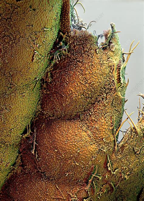 Raspberry Leaf Sem Stock Image C0226236 Science Photo Library