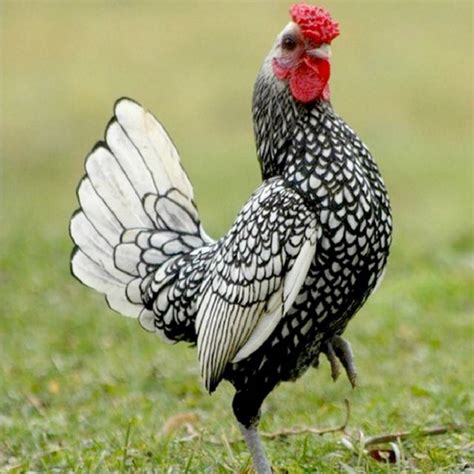 Gallinas Ornamentales 2016