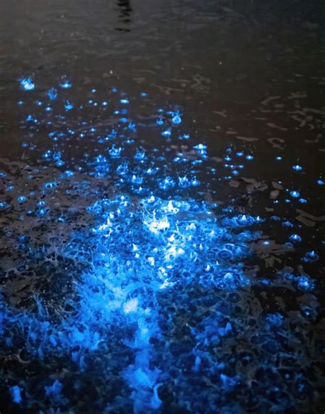 Aquarium Of The Pacific ‘night Dive Spotlights Glowing Bioluminescent