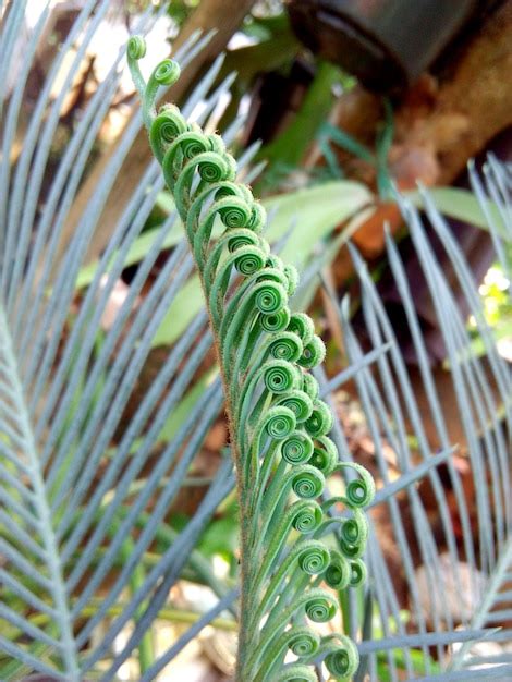 Premium Photo Close Up Of Cycads New Leaf