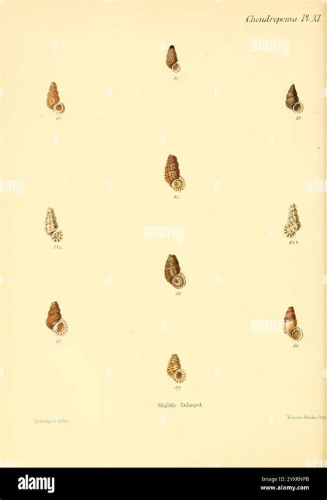 Conchologia Iconica Or Illustrations Of The Shells Of Molluscous
