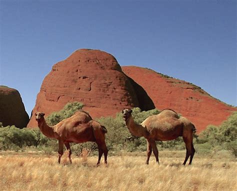 Lets Go Wild — Australian Feral Camel Most Of Australias Camels