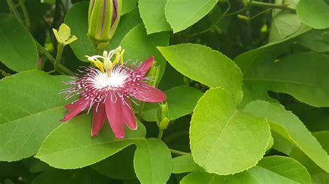 Passion Flower Passiflora Vitifolia Alias Bunga Passiflora Bunga