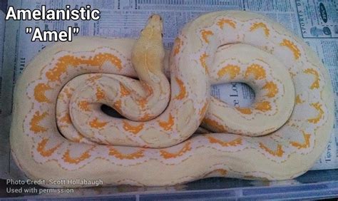 Amelanistic Burmese Python