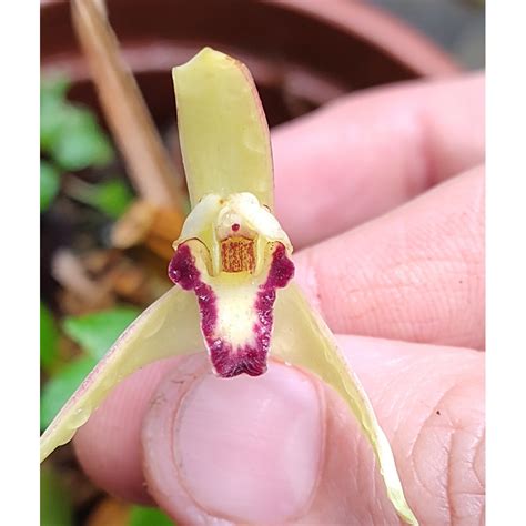 Maxillaria Marginata Orquidário Mantovani