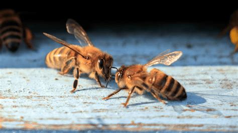 Vuelo Nupcial ¿cómo Se Reproducen Las Abejas Miel Natural De Asturias