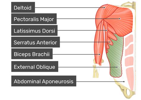 External Abdominal Oblique Muscle Getbodysmart