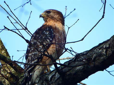 Posing Photograph By Mark Dibble Fine Art America