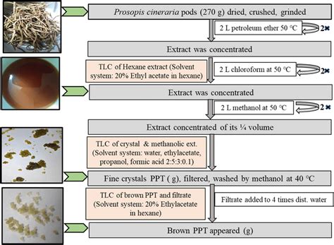 Extraction Process For Phytocompounds Of Natural Inhibitor P Cineraria Download Scientific
