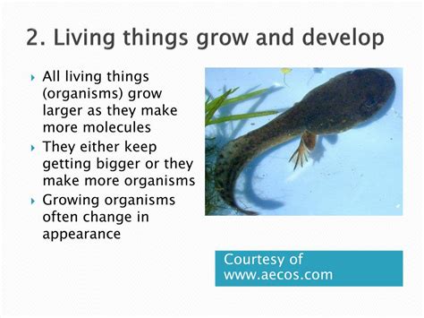 Ppt Characteristics Of Living Things Powerpoint Presentation Free