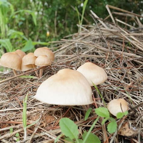 다발꽃애기버섯