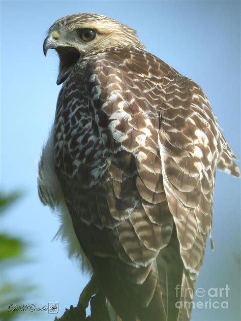 Juvenile Red Tailed Hawk Photograph By J Mccombie Pixels