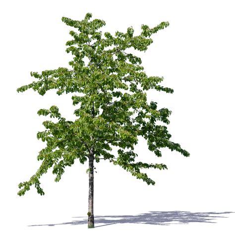 Small Sidelit Cherry Tree Vishopper