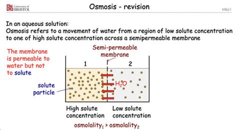 7 Control Of Plasma Osmolality Flashcards Quizlet