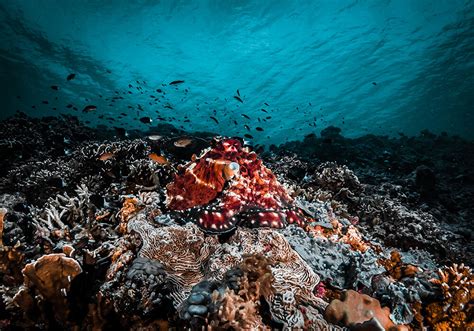 Featured Photographer Dicky Kasim Dive Magazine