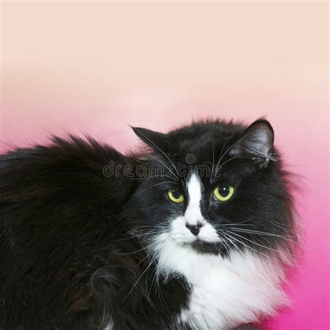 Black And White Long Hair Tuxedo Cat With Green Eyes Stock Image
