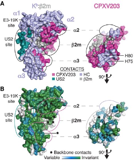 Cpxv203 Binds Conserved Elements Within Each Mhci Domain The