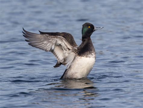 Lesser Scaup San Diego Bird Spot