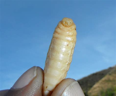 Una Larva De Abeja Carpintera A Carpenter Bee Larva — Hive