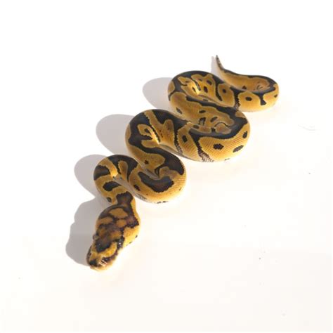 Clown Het Hypo Ball Python By Crypticoils Pythons