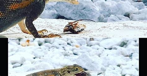 Lizard Eating His Dinner Album On Imgur