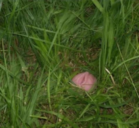 I Finally Figured Out How Vegans Have Sex Album On Imgur