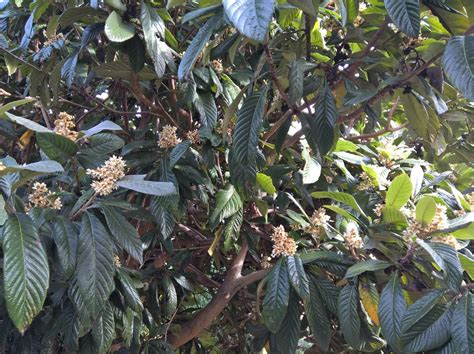 Coltivazione Del Nespolo Giapponese Eriobotrya Japonica Come Pianta