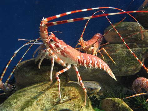 South Coast Rock Lobster Species Two Oceans Aquarium Official