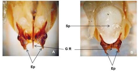 Quiescent Pre Copulatory State Of The Phallic Complex A Dorsal View
