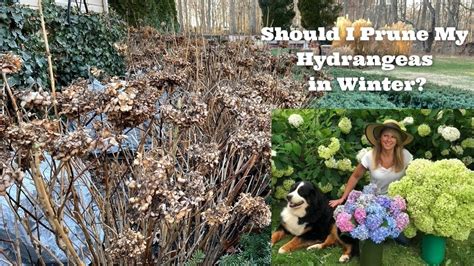 What Do Hydrangeas Look Like In The Winter