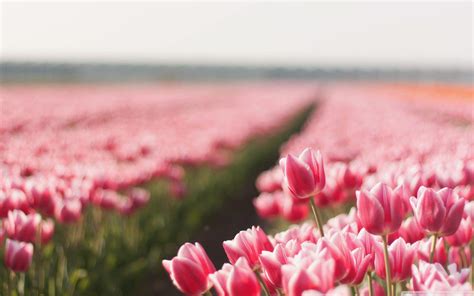 Desktop Tulip Wallpapers Wallpaper Cave