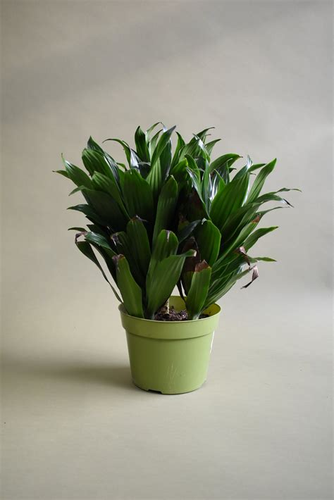 Dracaena Jc Compacta Information Care Tips The Fernseed