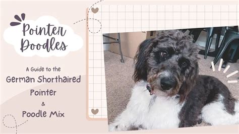 Shorthaired Pointer Poodle Mix At Luca Waldock Blog