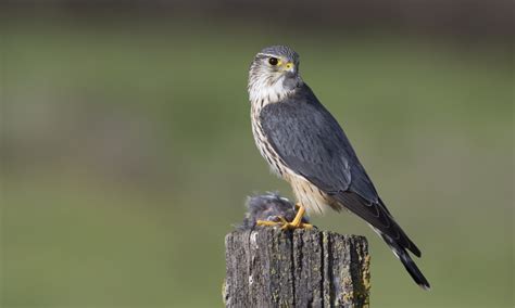 Merlin Bird Id Tips Tricks And Updates Bird Academy • The Cornell Lab