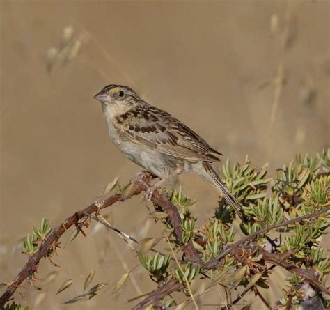 Grasshopper Sparrow San Diego Bird Spot