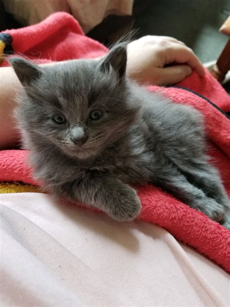 Earl Mostly Floof Kitten Photo R Chonkers