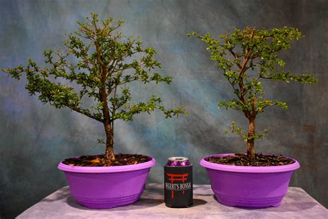 Dwarf Black Olive Bucida Molinetti 10″ Pot Wigerts Bonsai